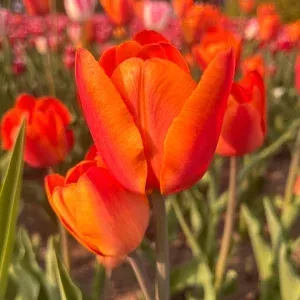 Interactive Garden Map - Canadian Tulip Festival