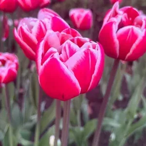 Interactive Garden Map - Canadian Tulip Festival