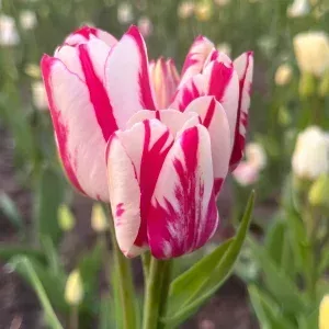 Interactive Garden Map - Canadian Tulip Festival