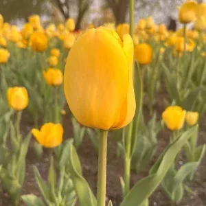 Interactive Garden Map - Canadian Tulip Festival