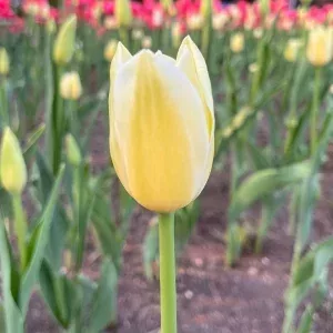 Interactive Garden Map - Canadian Tulip Festival