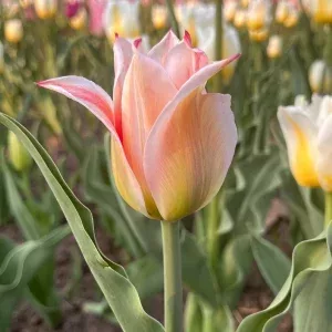 Interactive Garden Map - Canadian Tulip Festival
