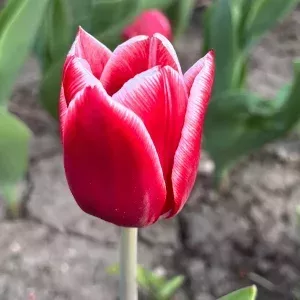 Interactive Garden Map - Canadian Tulip Festival